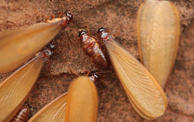 What Everyone In West Palm Beach Needs To Know About Termite Season ...