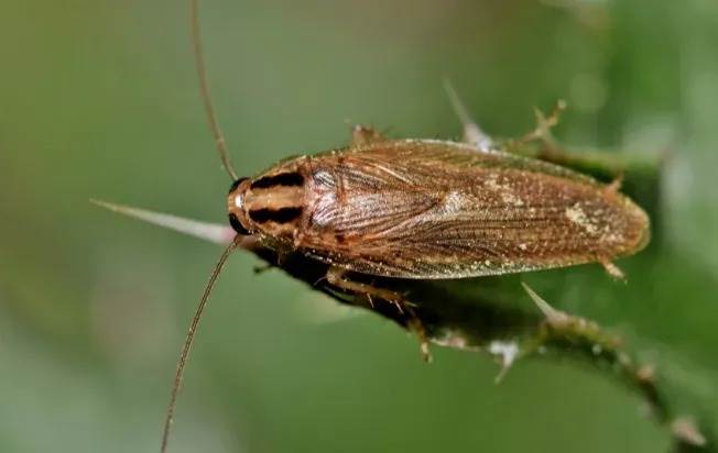 Why Are There So Many Roaches in My Florida Home? | Native Pest Management