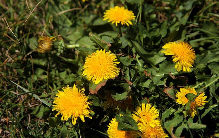 Why Pro Weed Control Is The Way To Go In Boca Raton | Native Pest ...