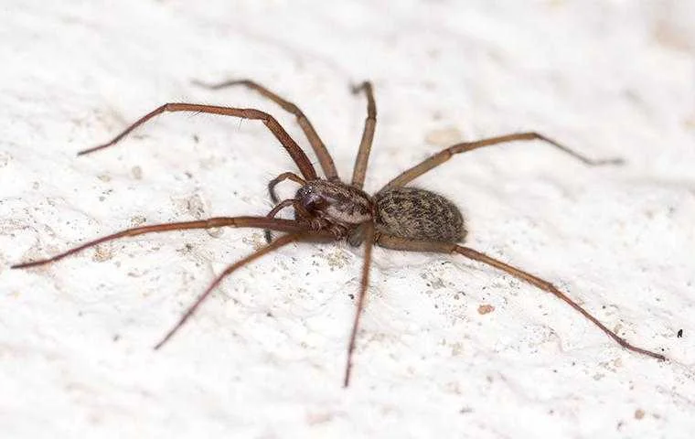 Is The Spider In My West Palm Beach Home Dangerous? | Native Pest ...
