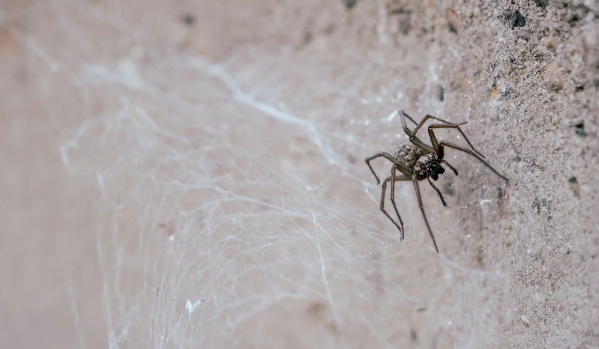 How to Prevent Spider Infestations in Tallahassee, FL - Native Pest ...