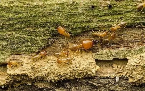 Drywood Termite Droppings: What They Look Like - Native Pest Management