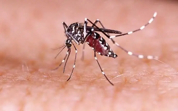 What Blood Type Do Mosquitoes Like? | Native Pest Management - Native ...