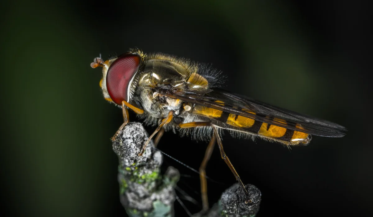 Tiny Phorid Flies in Florida: What to Know | Native Pest Management ...