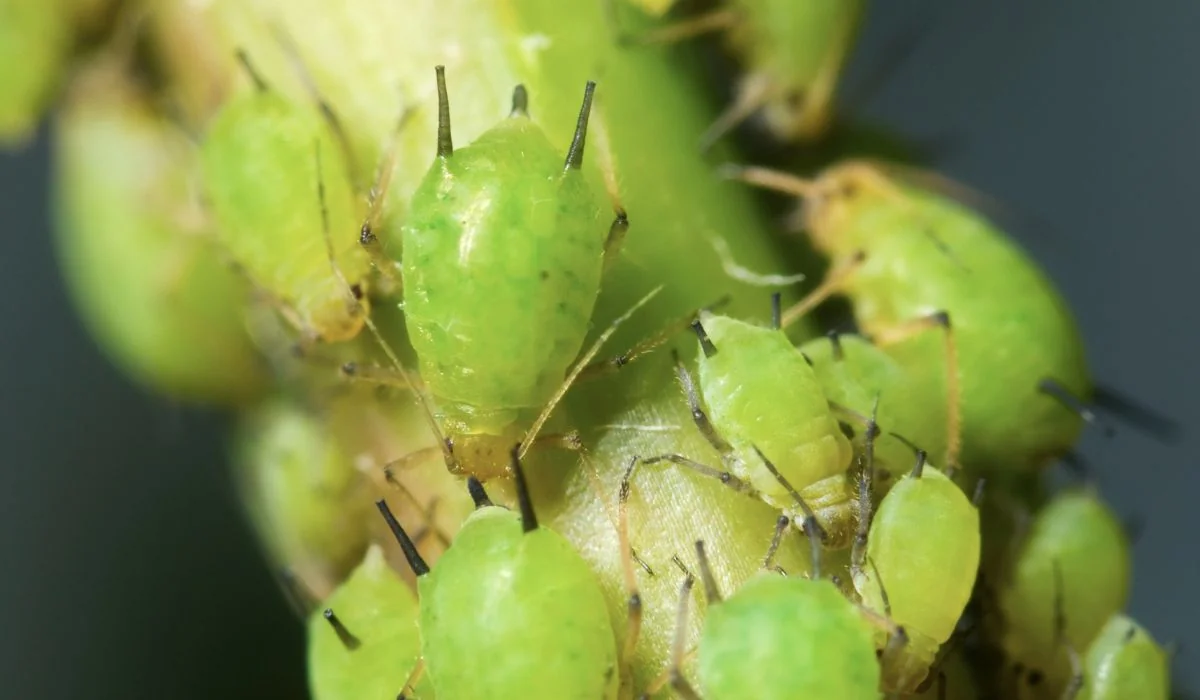How to Get Rid of Aphids in South Florida - Native Pest Management