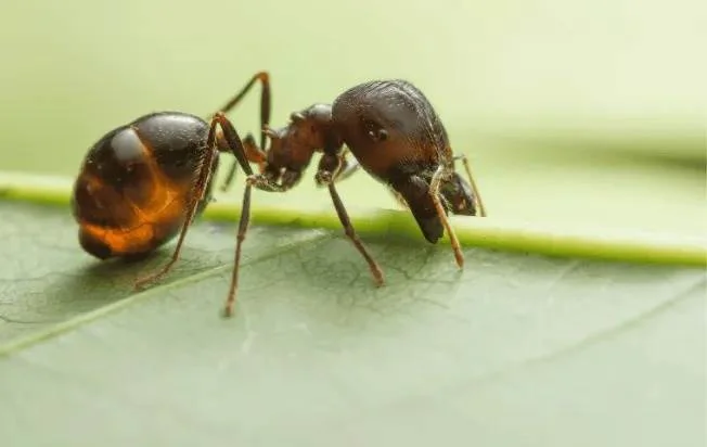 Big-Headed Ants vs. Carpenter Ants: What's the Difference? | Native ...