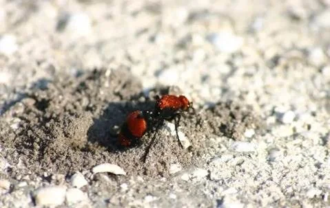 Cow Killer Ants in Florida: Characteristics and Control Solutions ...