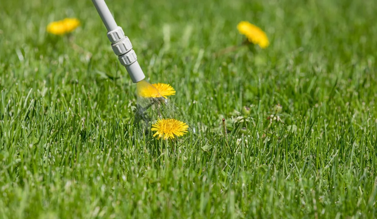 When Is the Best Time to Spray Weed Killer in Florida? - Native Pest ...
