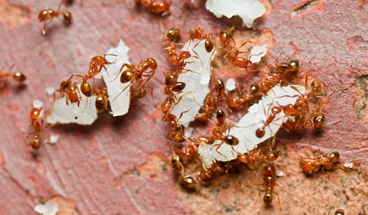 Big Headed Ants vs. Fire Ants in Florida: What's the Difference ...