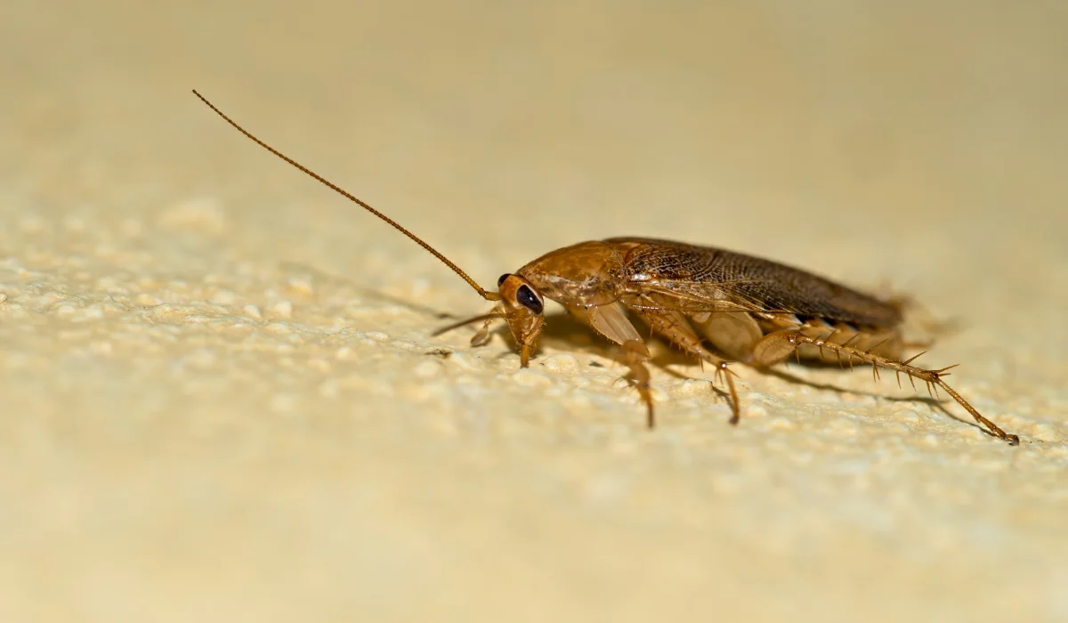 Why Are German Cockroaches the Worst? | Native Pest Management - Native ...