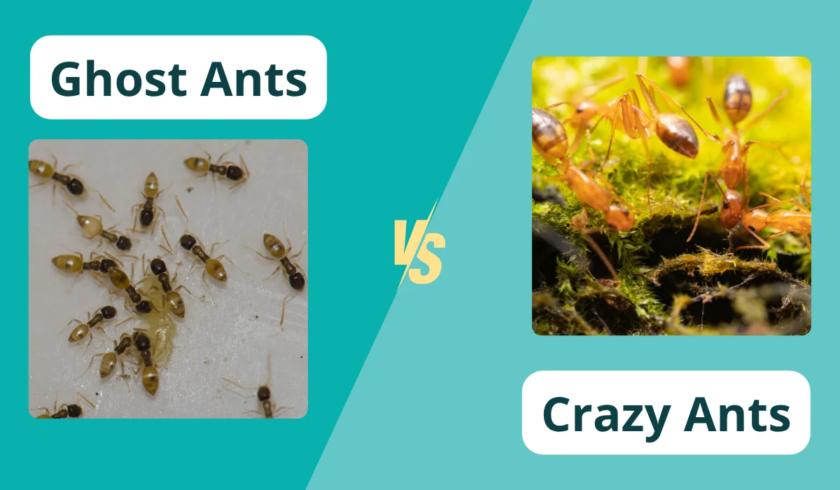 Ghost Ants vs. Crazy Ants in Florida Homes - Native Pest Management