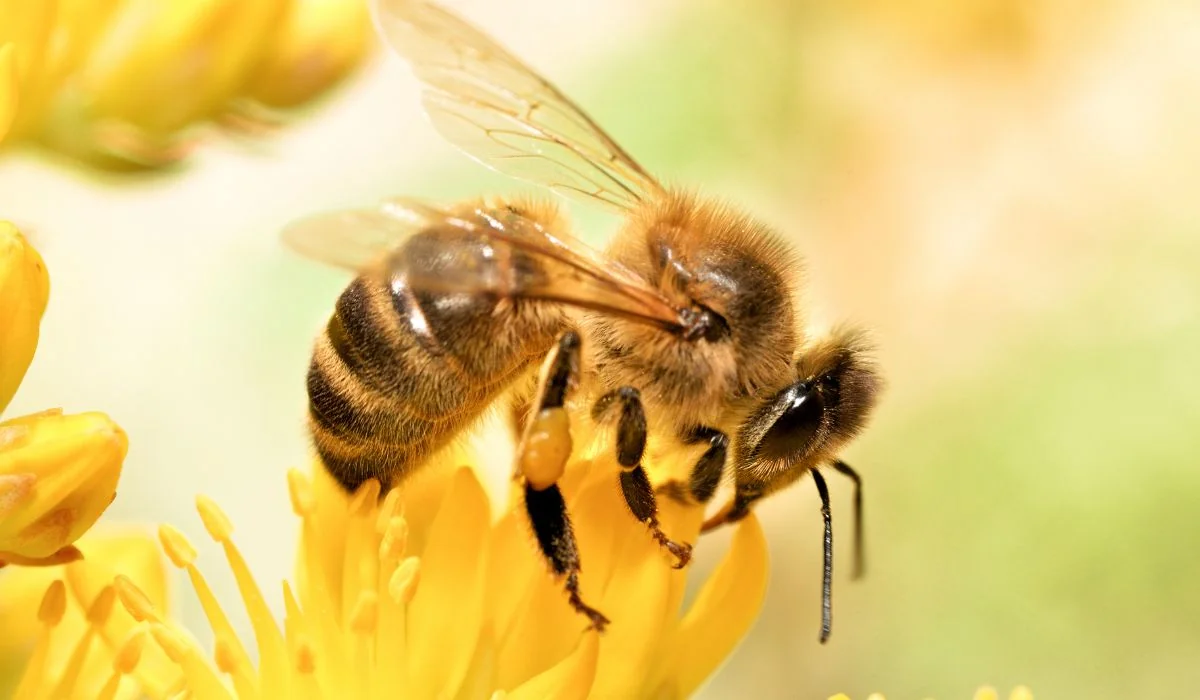 Are Honey Bees Protected in Florida? - Native Pest Management