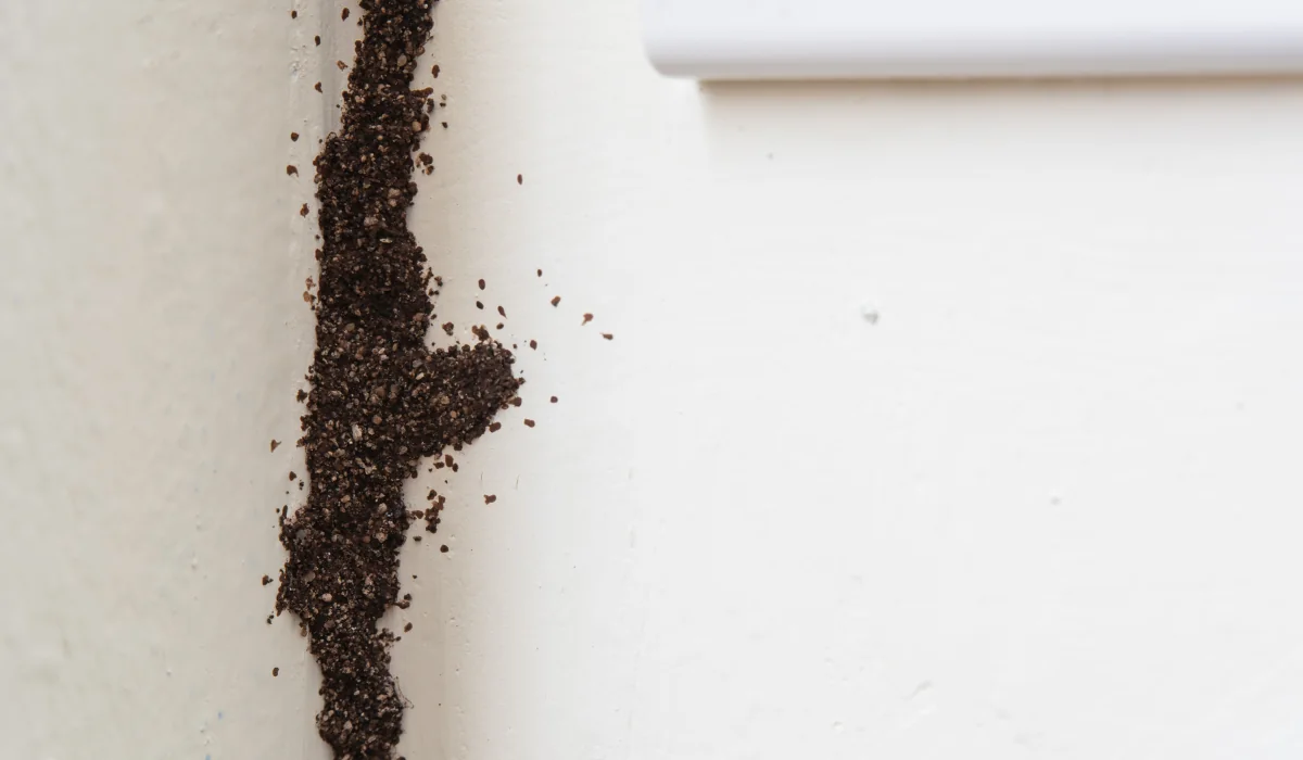 Subterranean Termite Mud Tubes in Florida: Signs & Solutions - Native ...