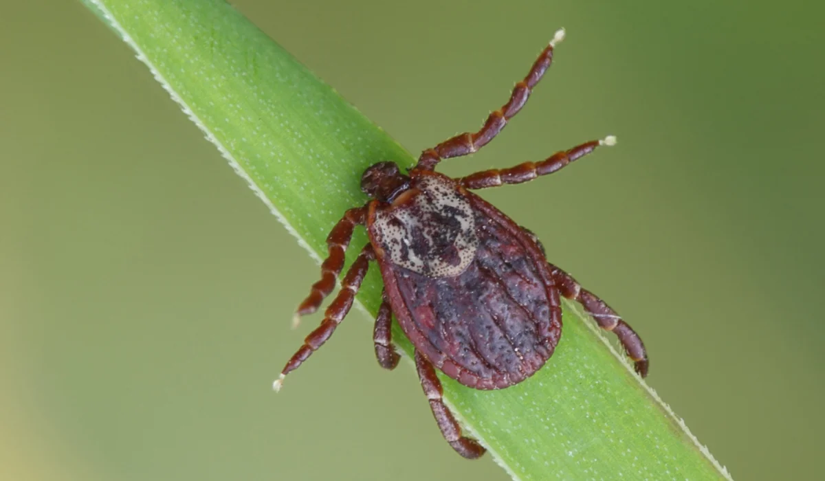 How Long Do Ticks Survive Without a Host? Find Out Here | Native Pest ...