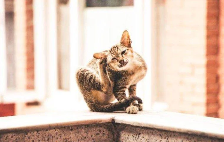 Does Pest Control Work For Fleas In Fort Lauderdale, FL? | Native Pest ...