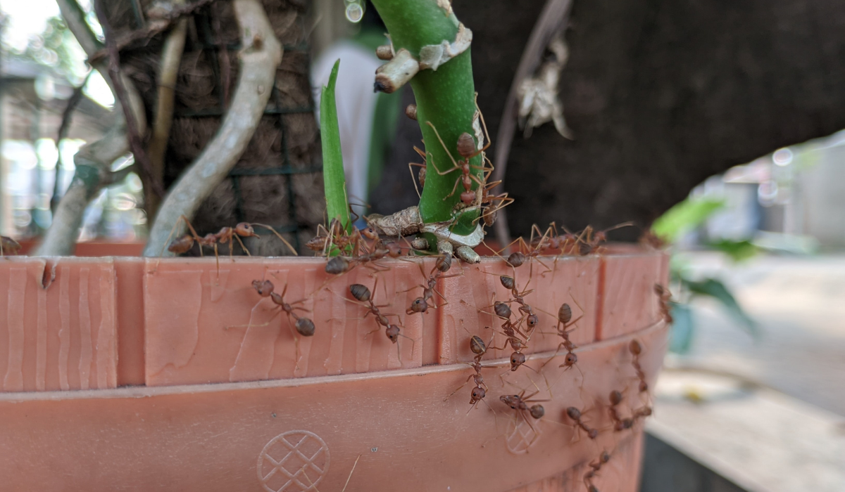 How to Remove Ants From Potted Plants in West Palm Beach - Native Pest ...