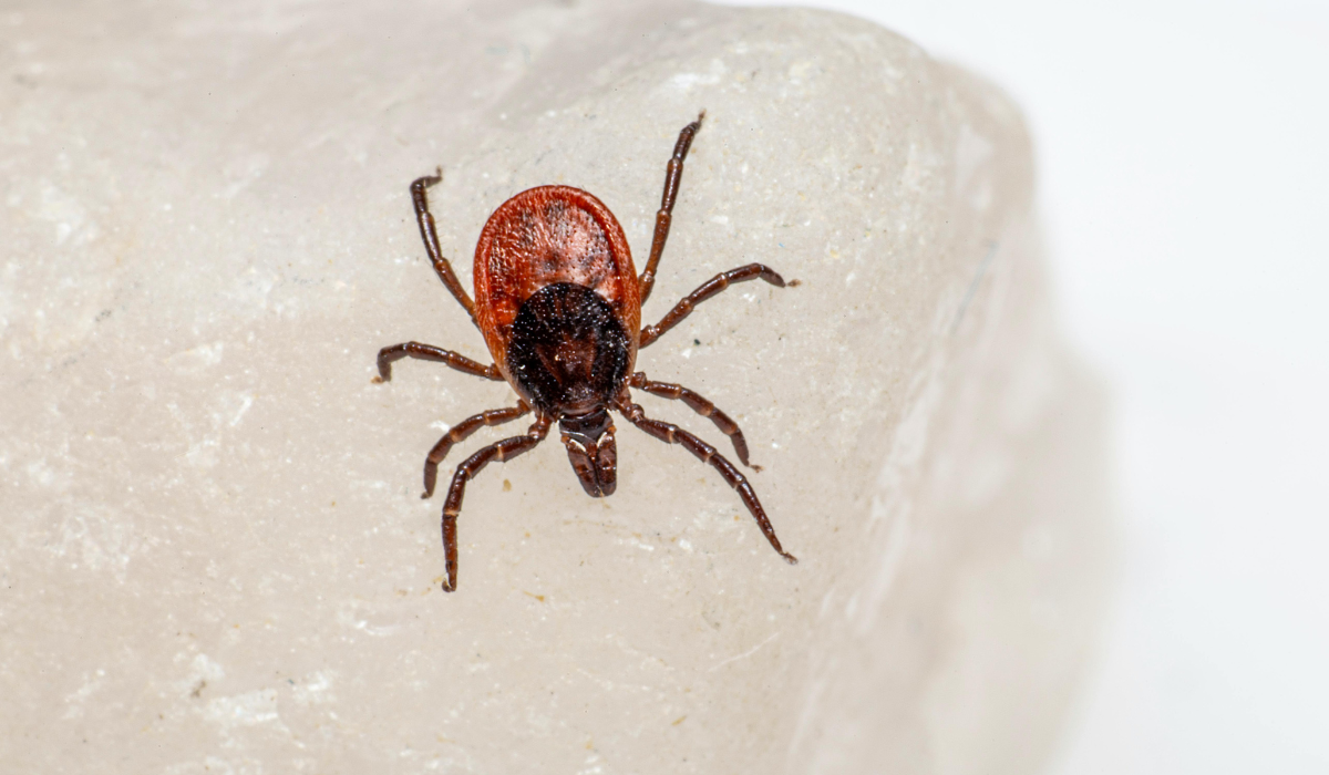 Why Are Ticks So Bad This Year? | Palm Beach County - Native Pest ...