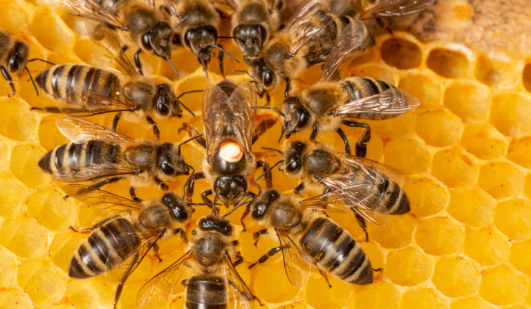 Do Queen Bees Sting? A South Florida Homeowner's Guide - Native Pest ...