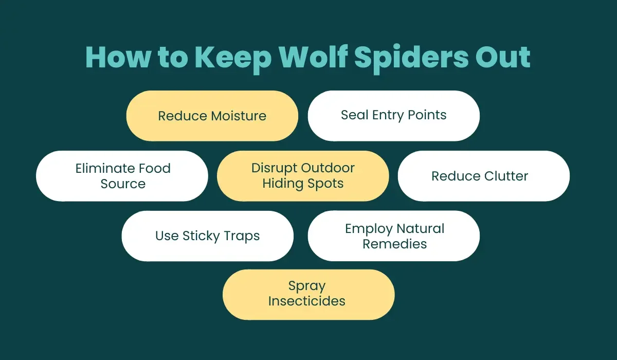 How to Get Rid of Wolf Spiders in Florida | Native Pest Management ...