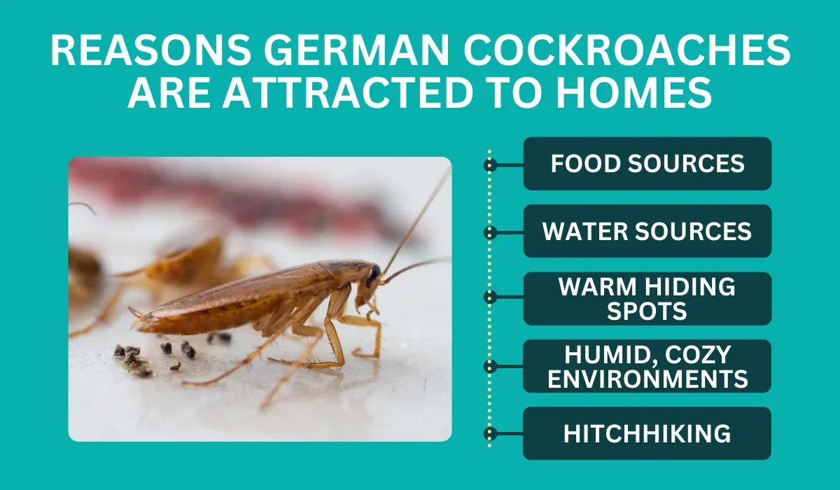 What Attracts German Cockroaches to Your Home in Florida? | Native Pest ...