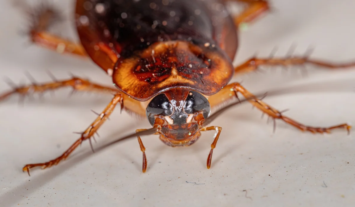 Baby Cockroaches in Florida Homes: Signs & Pest Control - Native Pest ...