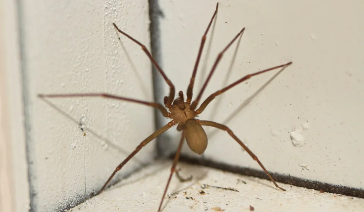 Common House Spiders in Florida | Native Pest Management - Native Pest ...