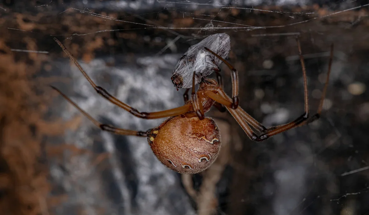 Common House Spiders in Florida | Native Pest Management - Native Pest ...
