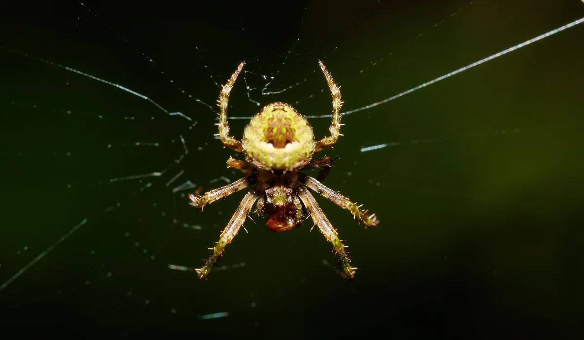 Common House Spiders in Florida | Native Pest Management - Native Pest ...