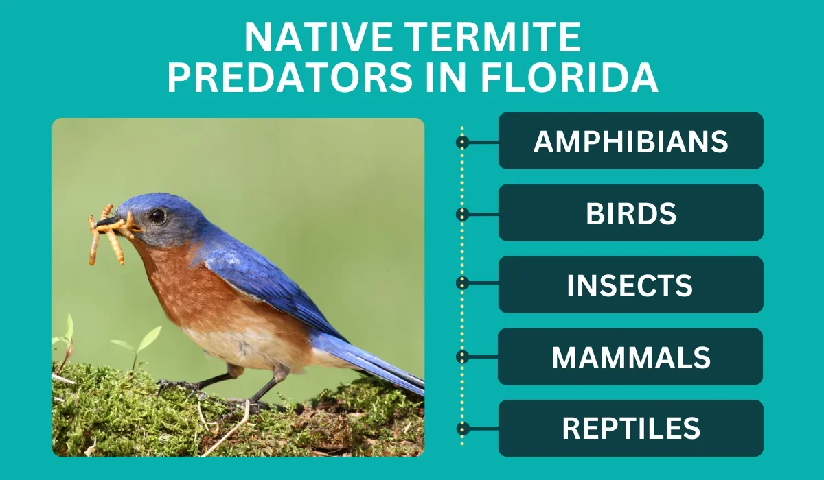 What Eats Termites in Florida? - Native Pest Management