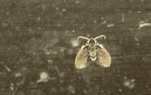 How to Get Rid of Drain Flies in Miami | Native Pest Management ...