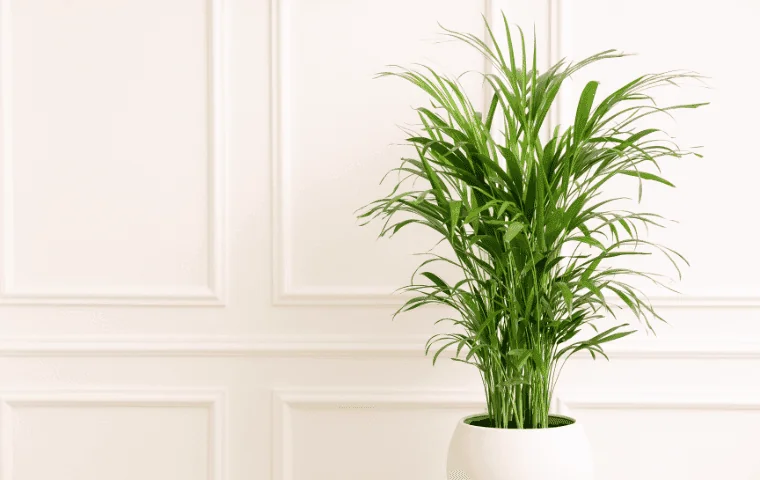What Palm Trees Can I Grow In West Palm Beach? | Native Pest Management ...